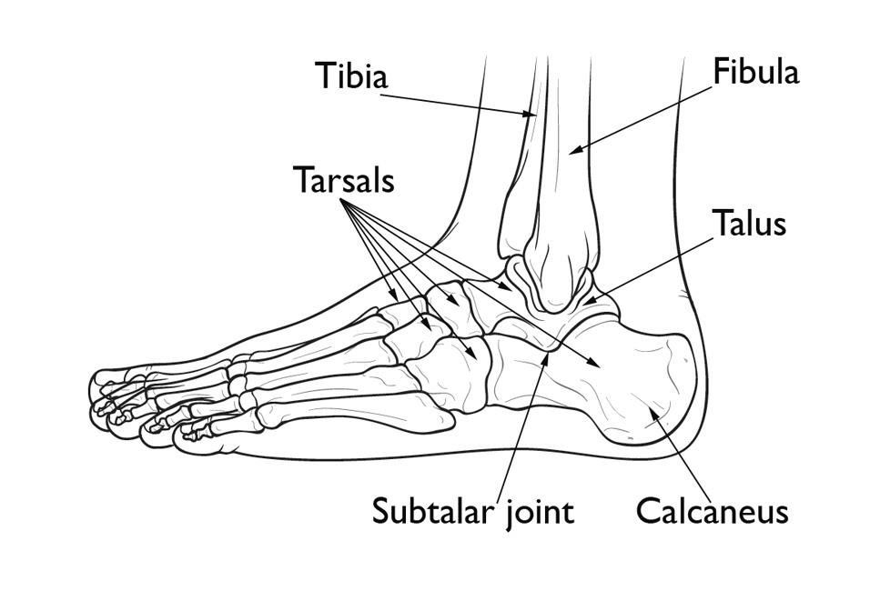 Calcaneus Heel Bone Fractures OrthoInfo AAOS Calcaneus Heel Bone Fractures OrthoInfo AAOS