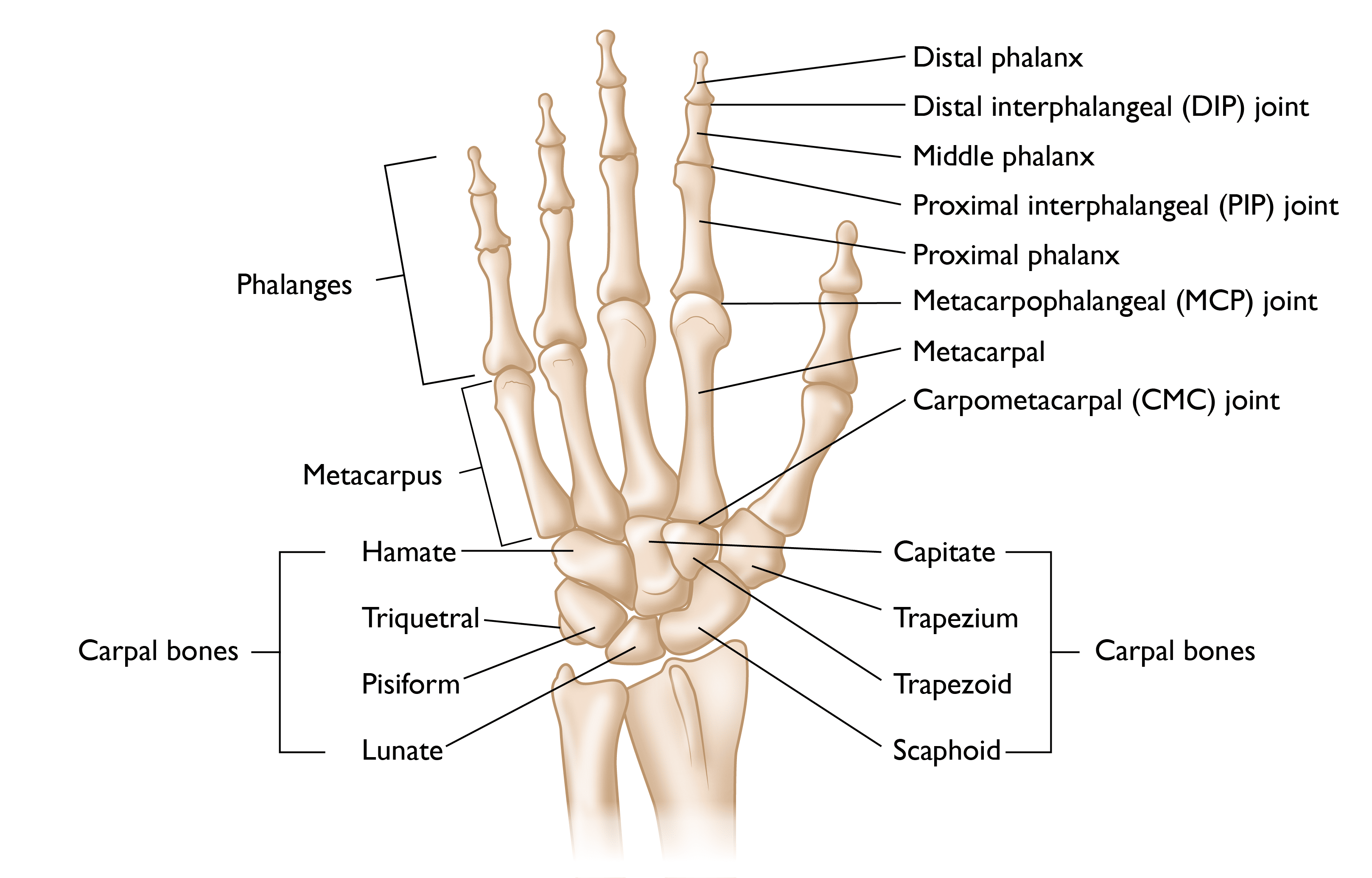 Finger Fractures - OrthoInfo - AAOS
