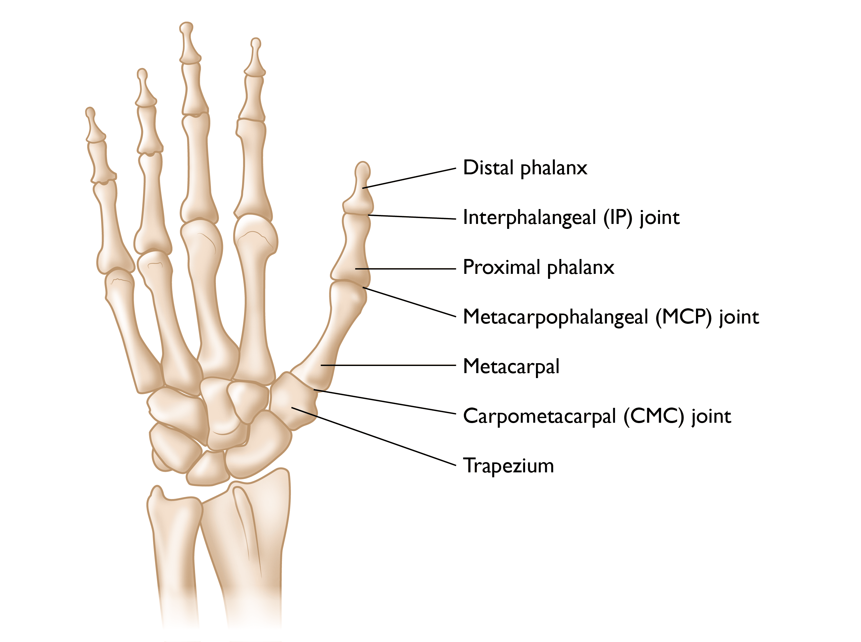 Thumb Fractures OrthoInfo AAOS
